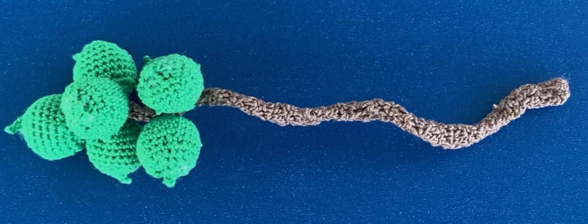 Crochet Macadamia Nut Pattern • Kerri's Crochet